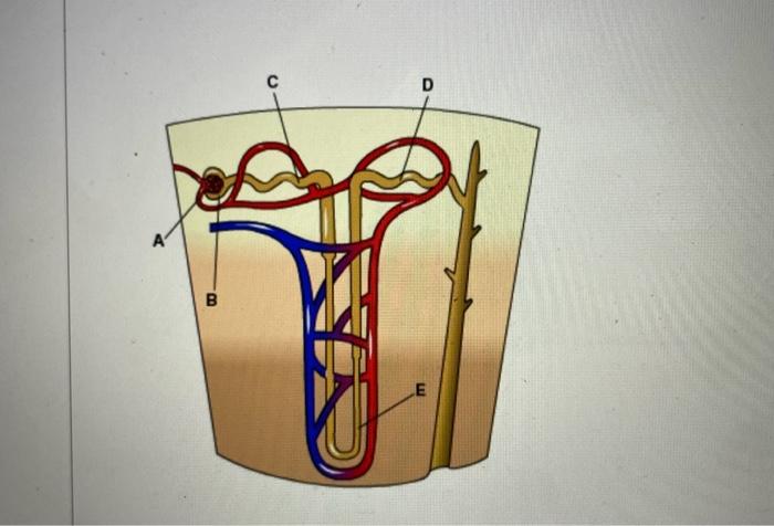 Solved [ Choose] Nephron loop Distal convoluted tubule | Chegg.com