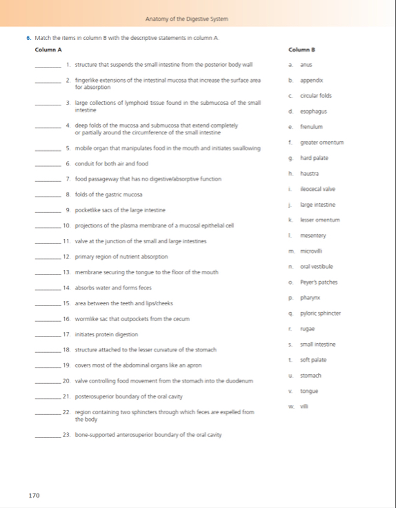 Solved Anatomy of the Digentve System6. ﻿Match the items in | Chegg.com