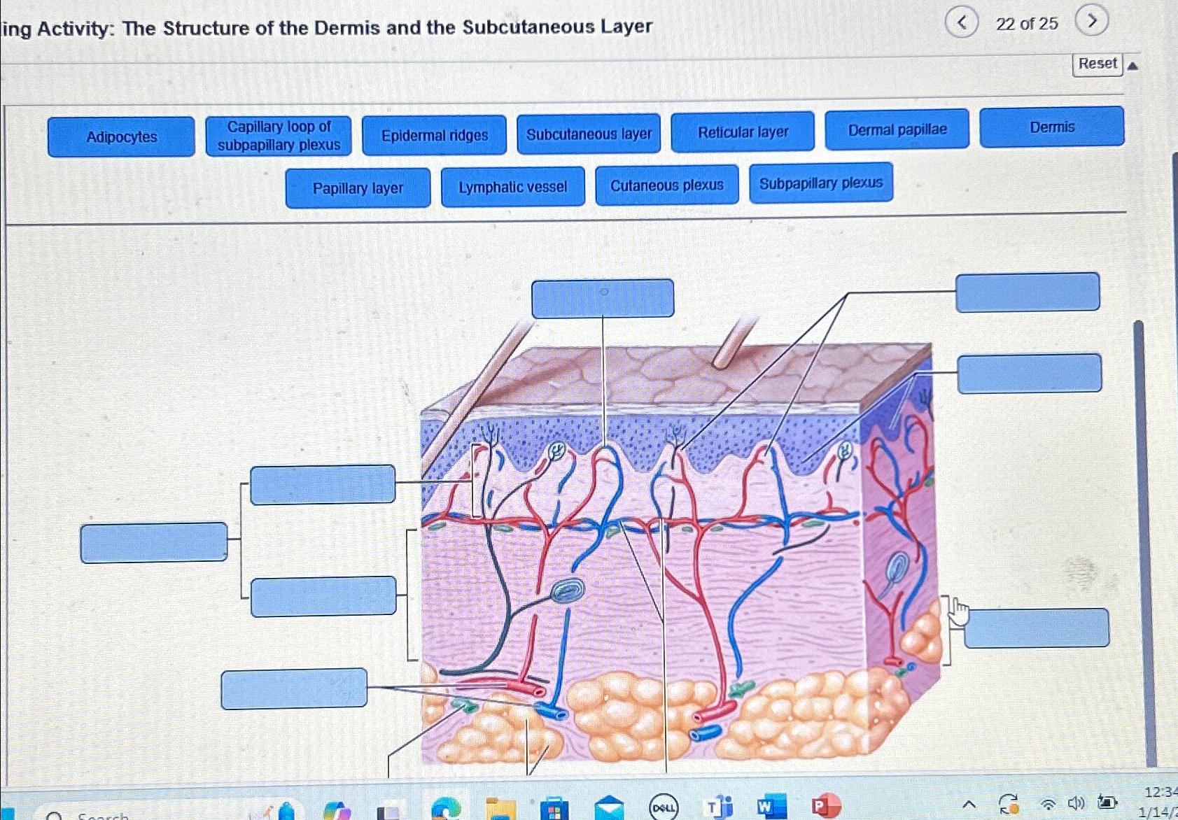 Solved Label parts of the structure of the dermis and | Chegg.com