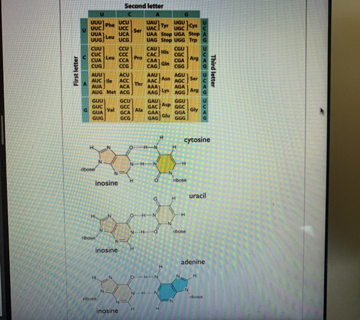 Solved When adenine is deaminated to inosine, "wobble" | Chegg.com
