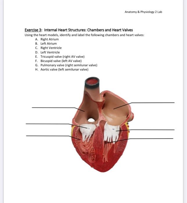 Solved Anatomy & Physiology 2 Lab Exercise 3: Internal Heart | Chegg.com