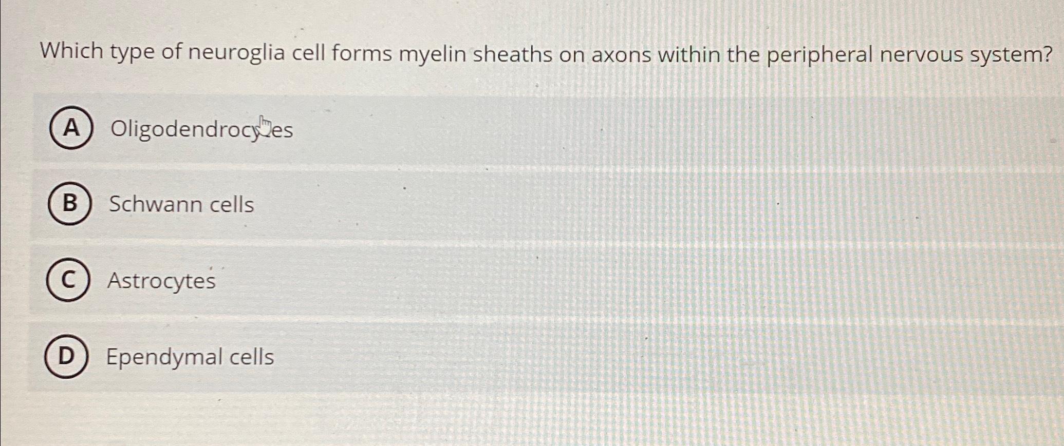 Solved Which type of neuroglia cell forms myelin sheaths on | Chegg.com
