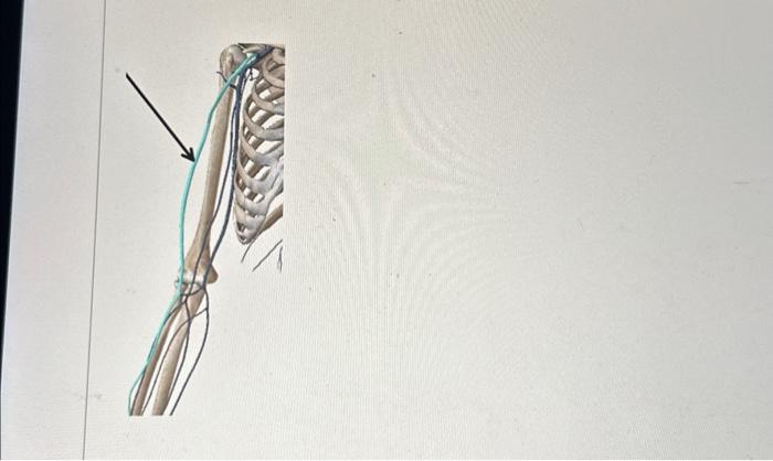 Solved If the vein above (indicated by the arrow) is | Chegg.com