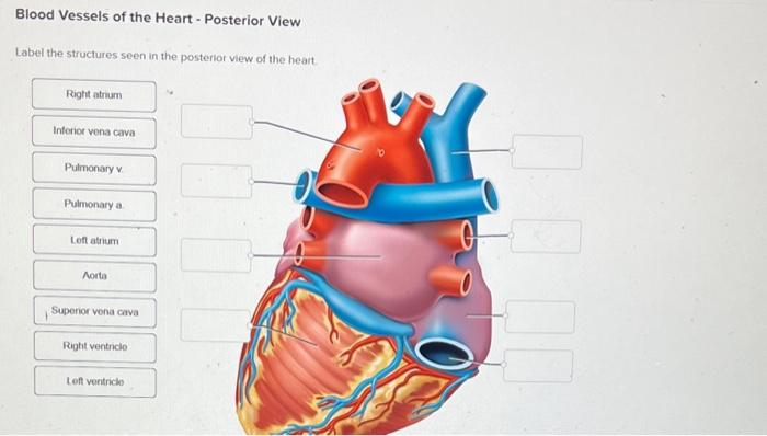 Solved Blood Vessels of the Heart - Posterior View Label the | Chegg.com Solved Blood Vessels of the Heart - Posterior View Label the | Chegg.com