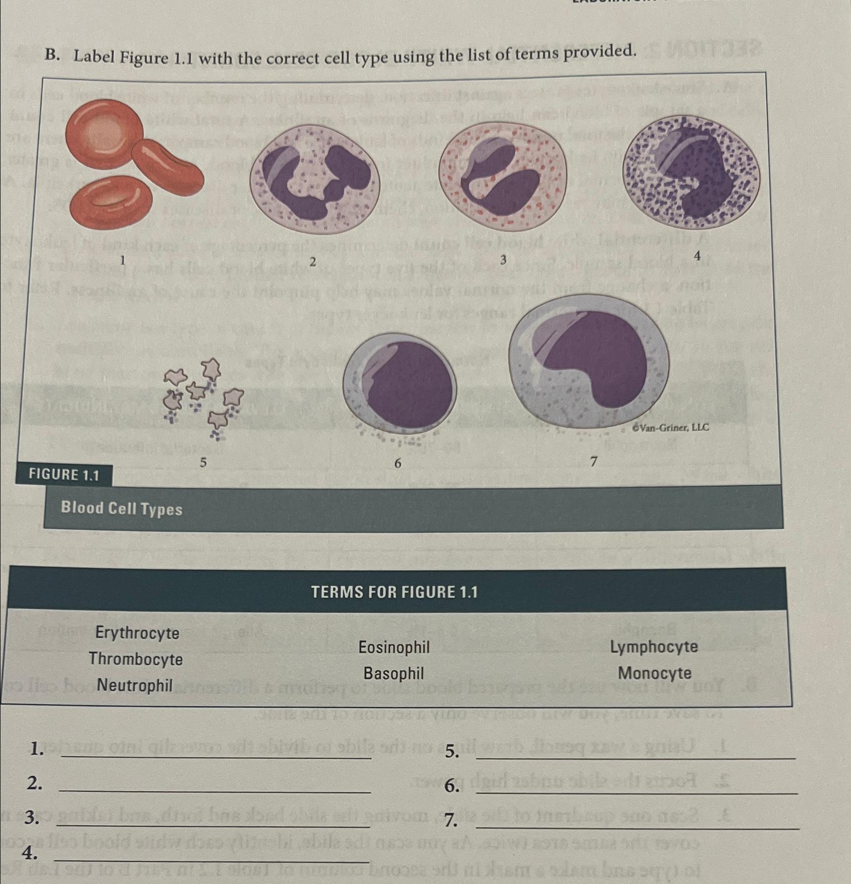 Solved B. ﻿Label Figure 1.1 ﻿with the correct cell type | Chegg.com