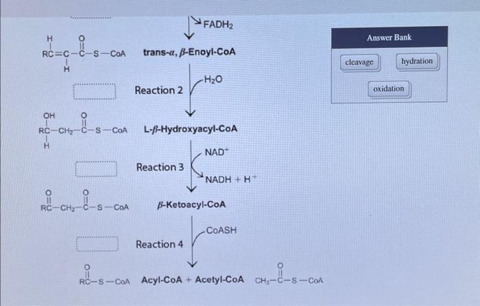 Solved The diagram shows the reactions of the β-oxidation | Chegg.com