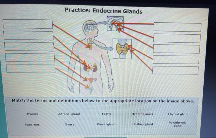 Solved Practice: Endocrine Glands Match the terms and | Chegg.com