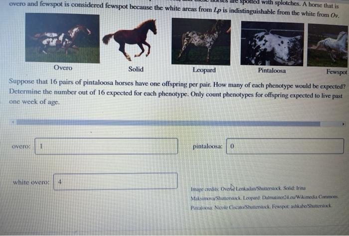 Solved In horses, the Overo gene, Ov, produces a white | Chegg.com