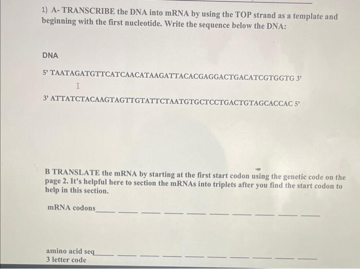 Solved 1) A-TRANSCRIBE the DNA into mRNA by using the TOP | Chegg.com