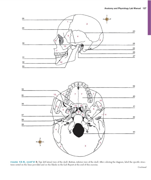 Solved 126 LAB EXERCISE 12 The Skul Coloring Exercises: | Chegg.com