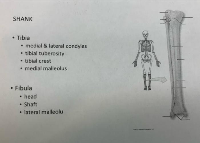 Solved SHANK • Tibia • medial & lateral condyles • tibial | Chegg.com