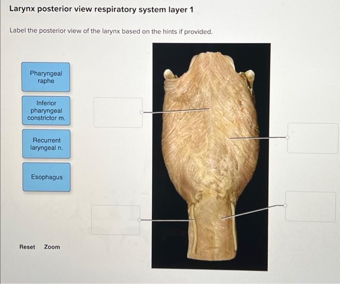 Solved Larynx posterior view respiratory system layer 1 | Chegg.com