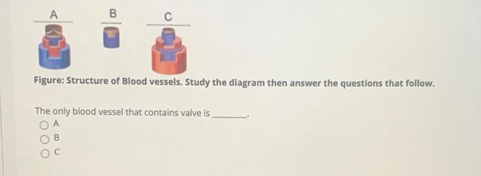 Solved A- 00 D Figure: Pulmonary and Systemic Circuits. | Chegg.com