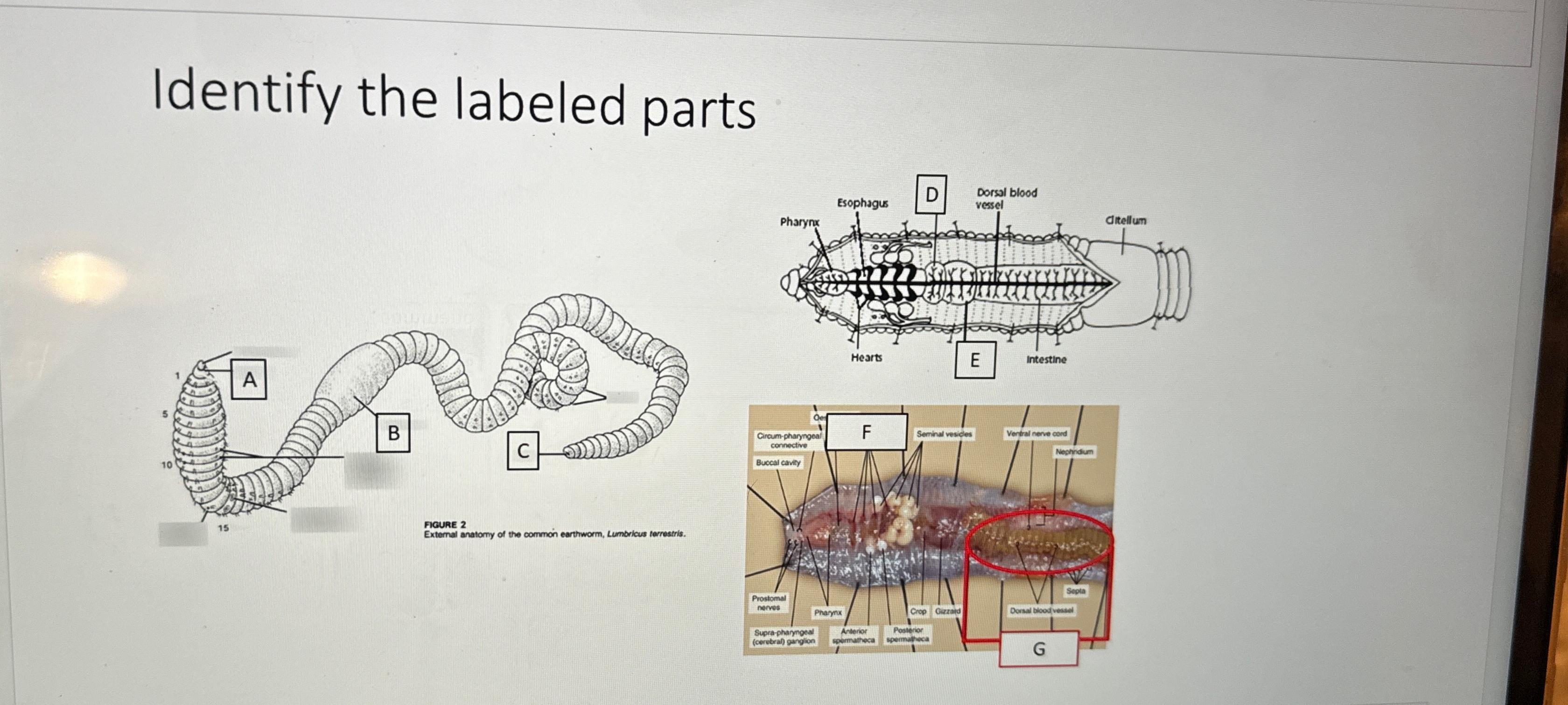 Solved Identify the labeled parts | Chegg.com