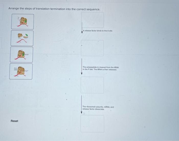 Arrange the steps of translation termination into the | Chegg.com