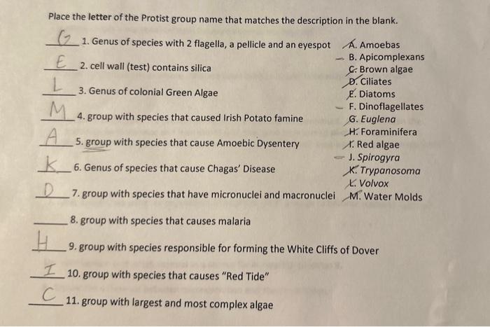 Solved Place the letter of the Protist group name that | Chegg.com