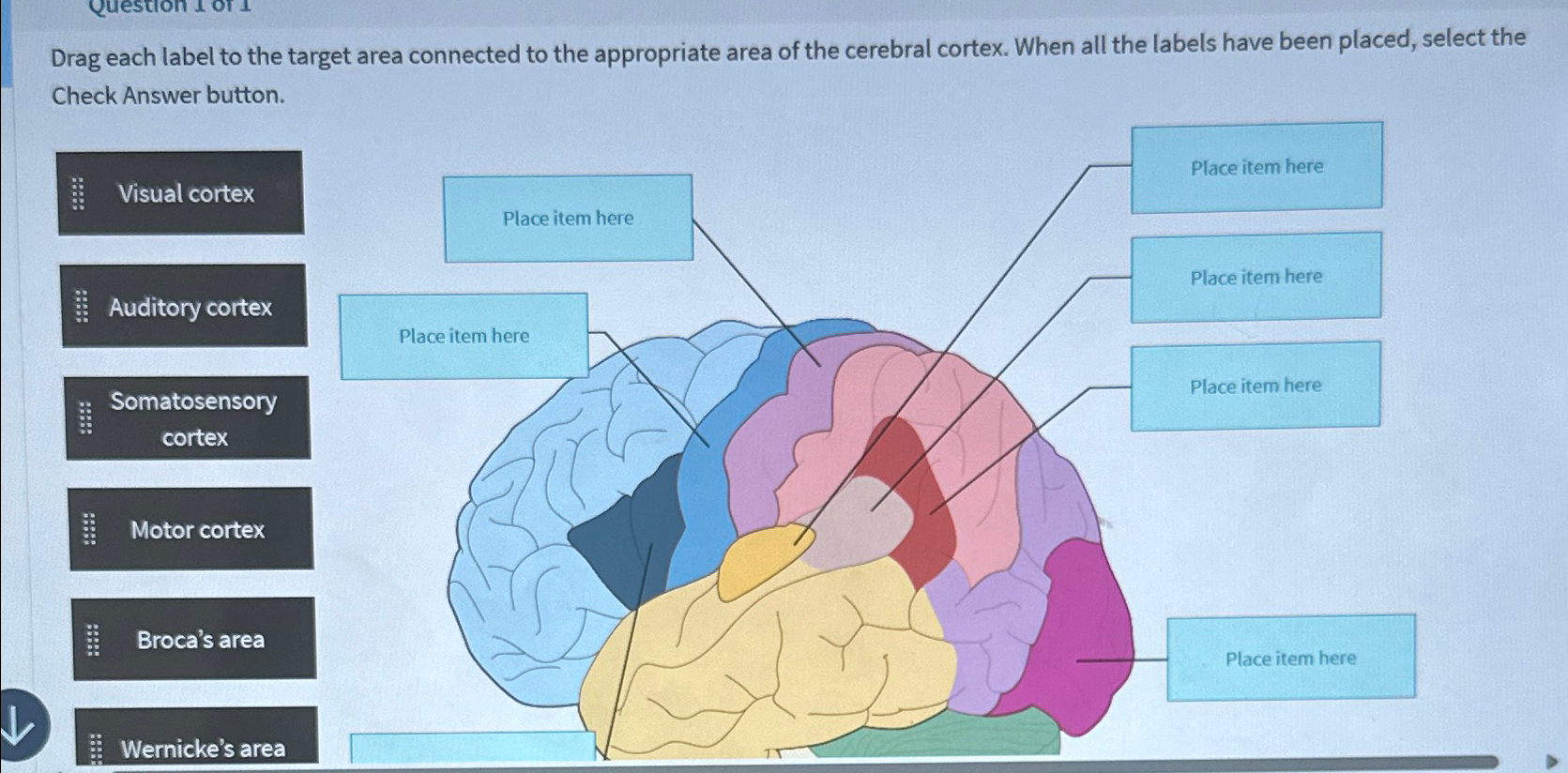 Solved Drag each label to the target area connected to the | Chegg.com