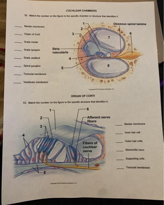 Solved COCHLEAR CHAMBERS 52. Match the number on the figure | Chegg.com