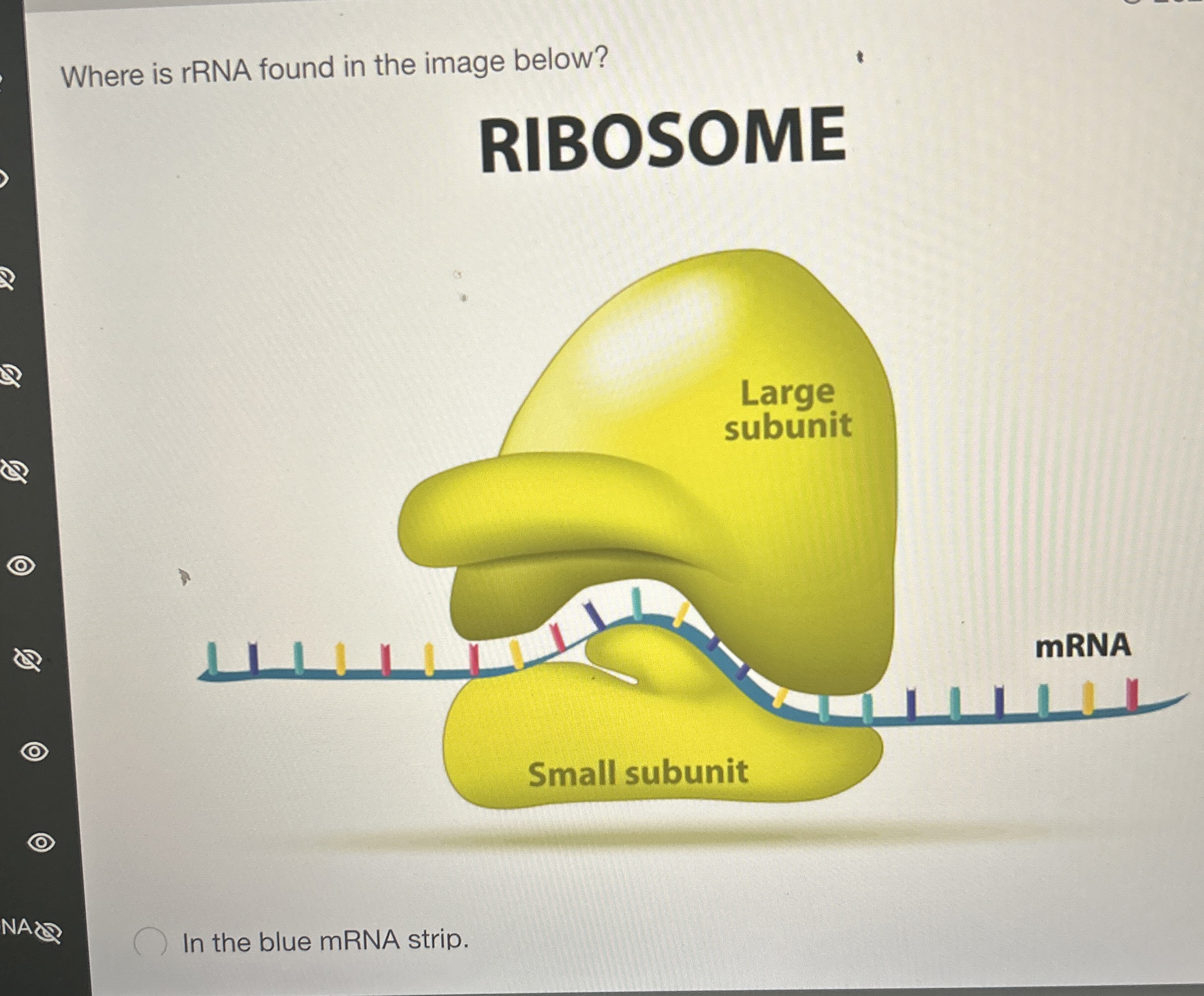 Solved Where is rRNA found in the image below?RIBOSOMENAXIn | Chegg.com