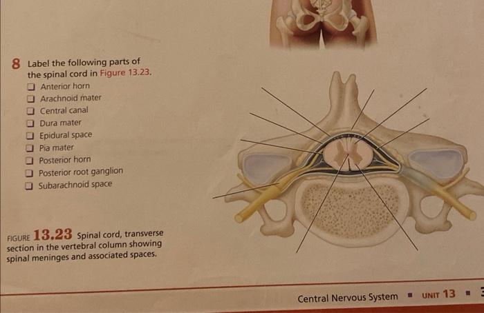 Solved 8 Label the following parts of the spinal cord in | Chegg.com