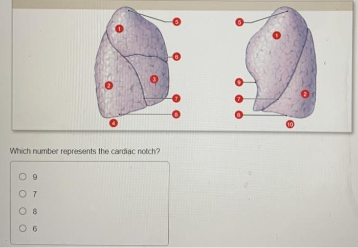 Solved 10 Which number represents the cardiac notch? O7 O 8 | Chegg.com