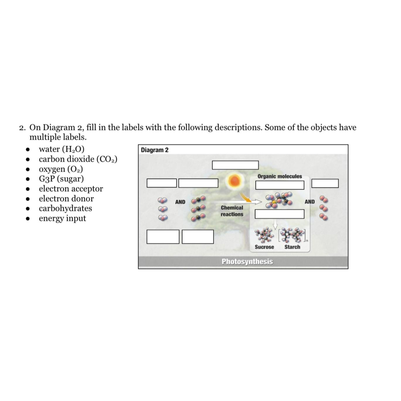 Solved On Diagram 2, ﻿fill in the labels with the following | Chegg.com