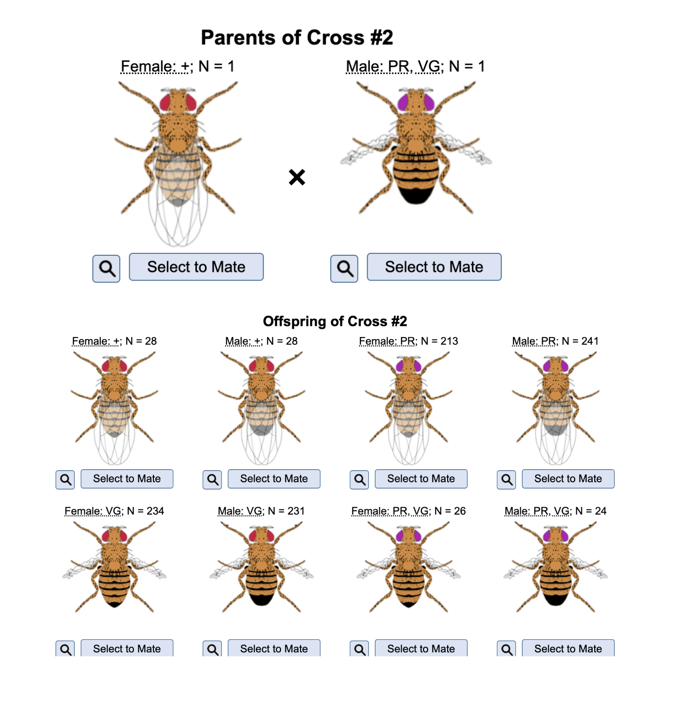 Solved Which of the genotypes from these F2 ﻿progeny are | Chegg.com