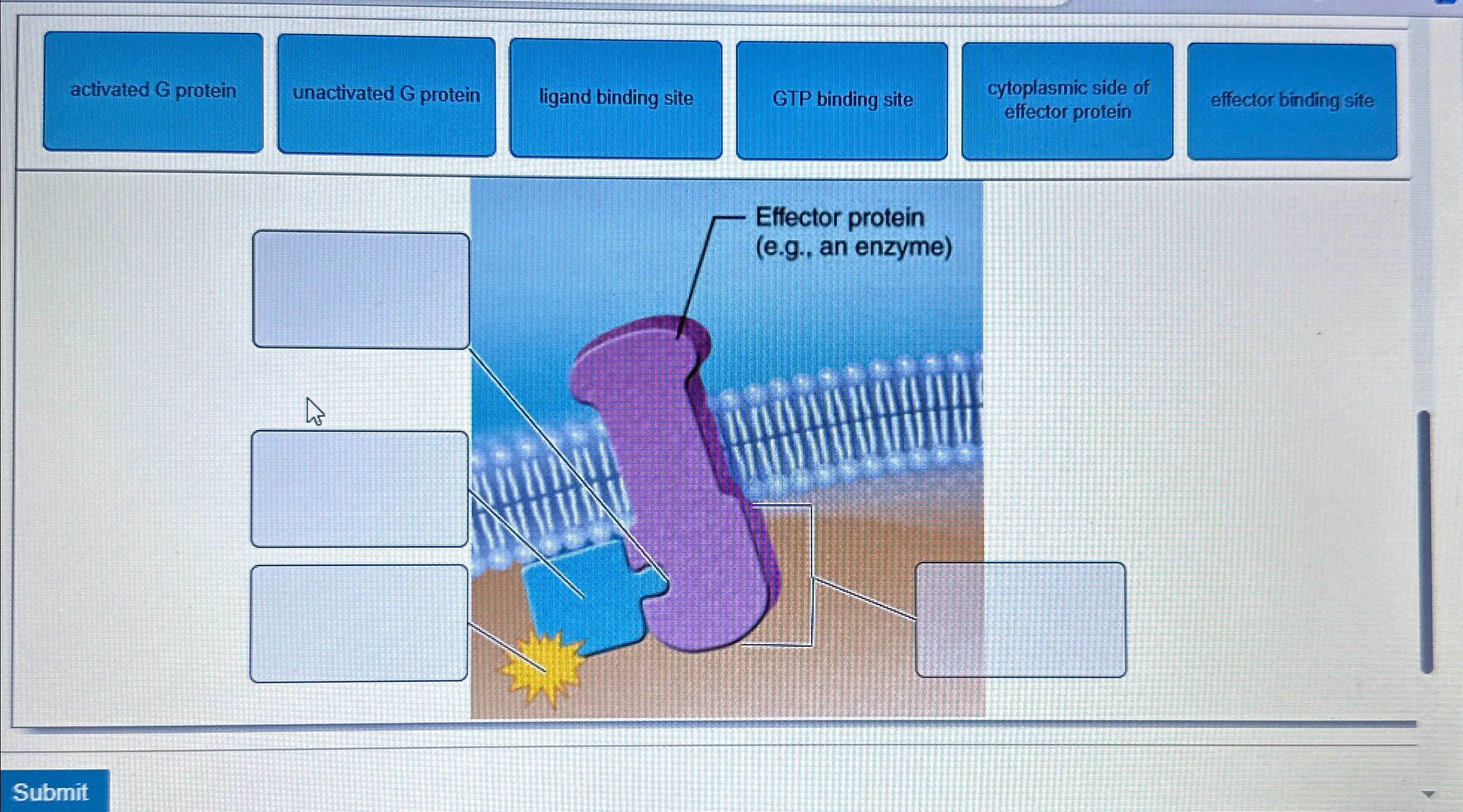 Solved activated G proteinunactivated G proteinligand | Chegg.com