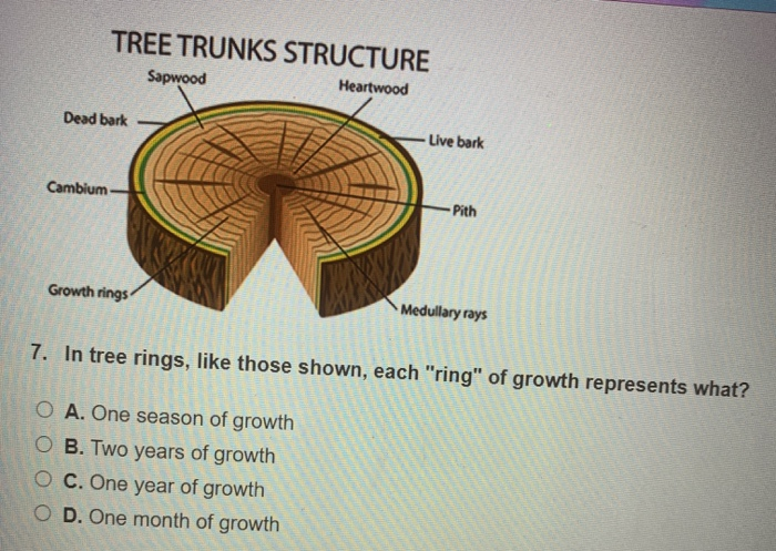 Solved TREE TRUNKS STRUCTURE Sapwood Heartwood Dead bark | Chegg.com