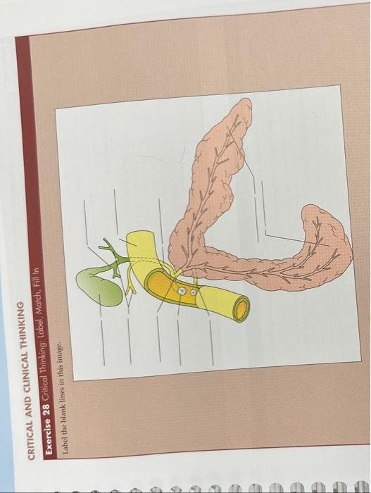 CRITICAL AND CLINICAL THINKING Exercise 28 Criticol | Chegg.com