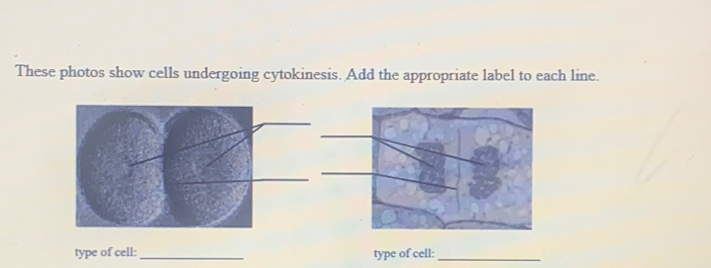 Solved These photos show cells undergoing cytokinesis. Add | Chegg.com