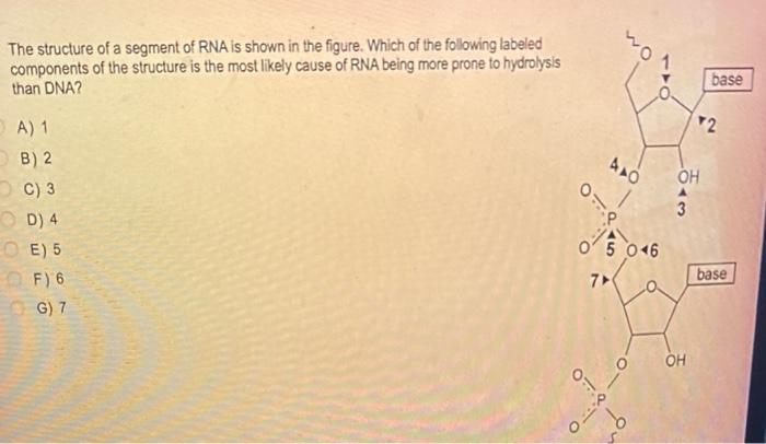 Solved The structure of a segment of RNA is shown in the | Chegg.com