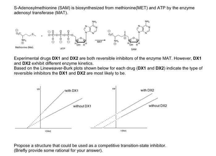 Solved S-Adenosylmethionine (SAM) is biosynthesized from | Chegg.com