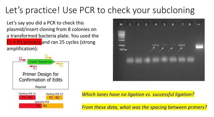 Let's practice! Use PCR to check your subcloning | Chegg.com