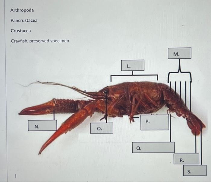 Solved Arthropoda Pancrustacea Crustacea Crayfish, preserved | Chegg.com