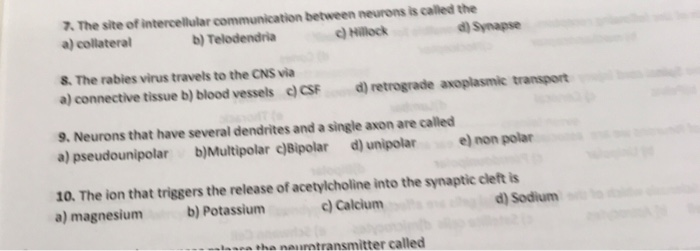 Solved 7. The site of intercellular communication between | Chegg.com