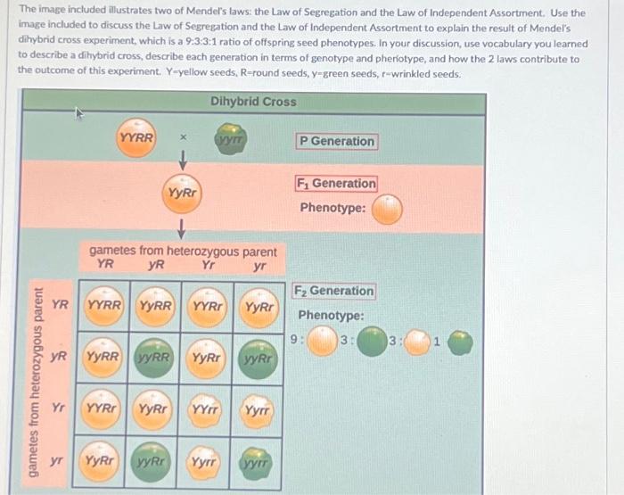 Solved The image included illustrates two of Mendel's laws: | Chegg.com