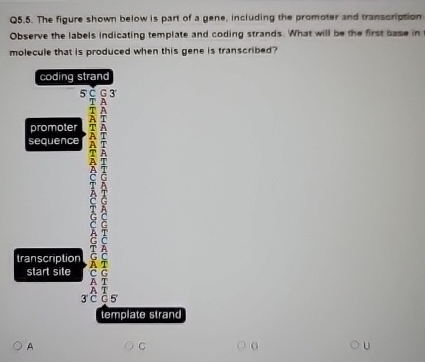 Solved Q5.5. ﻿The figure shown below is part of a gene, | Chegg.com