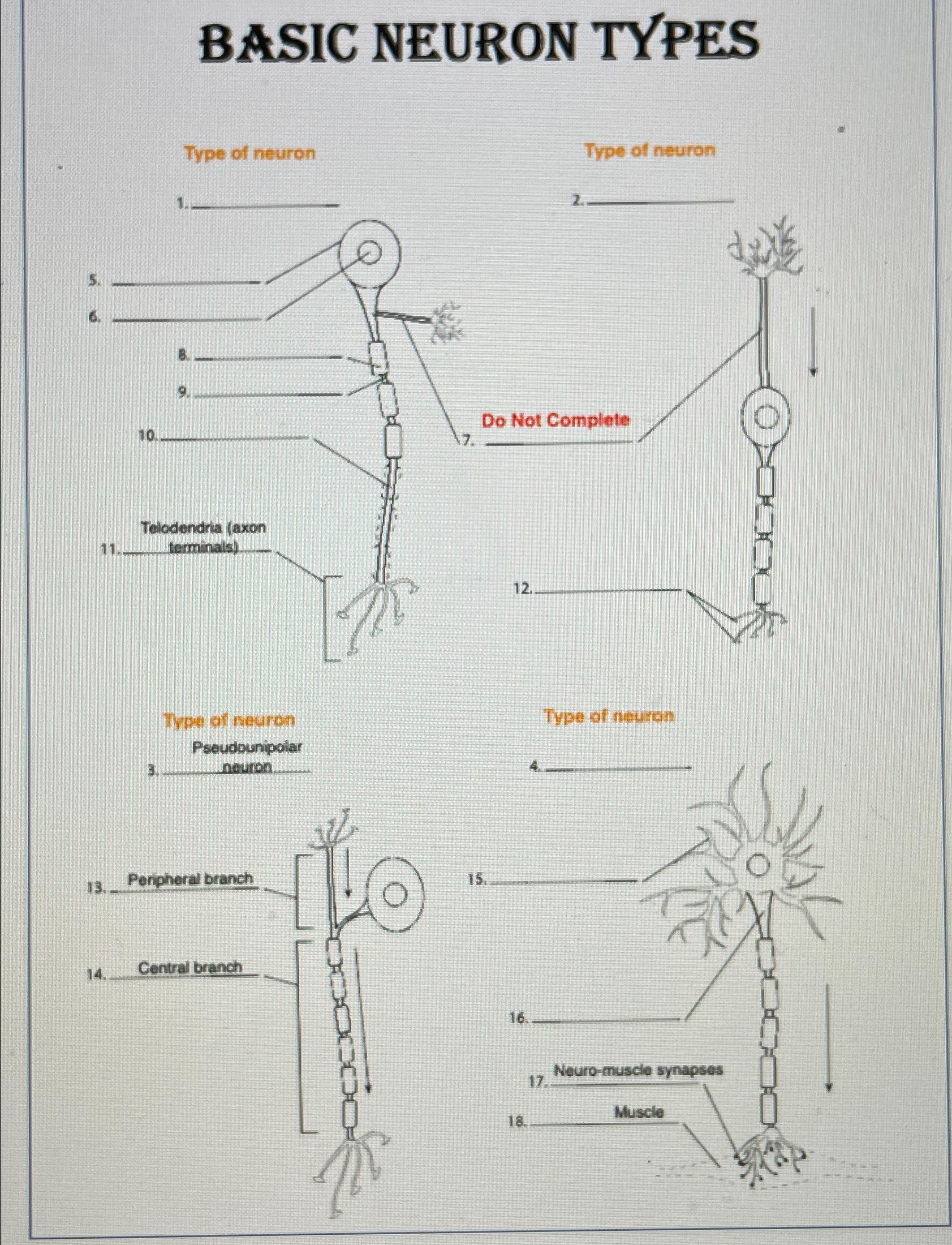 Solved Please help me label each part of the neuron by using | Chegg.com