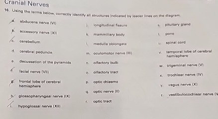Solved Cranial Nerves16. ﻿Using the terms below, correctly | Chegg.com