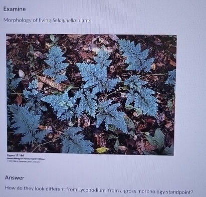 Solved ExamineMorphology of living Selaginella | Chegg.com