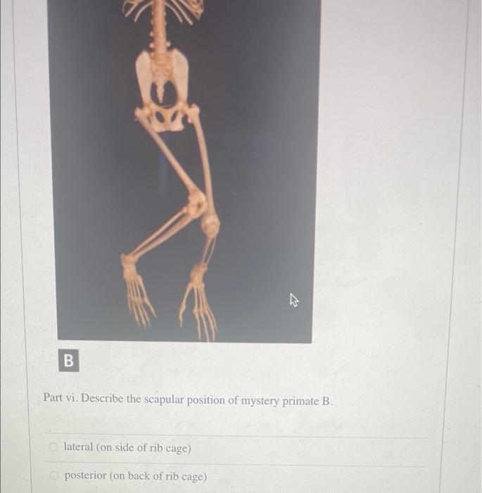 Solved (2001) Use the mystery primate skeletons in the | Chegg.com