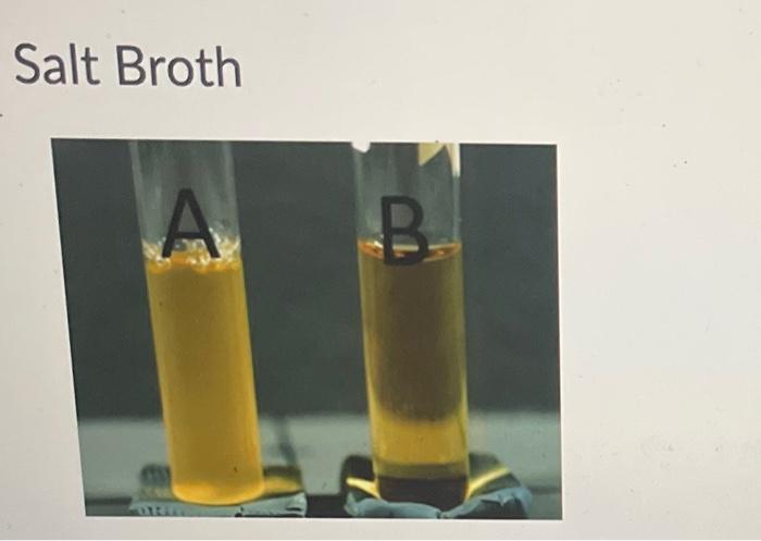 Solved Salt Broth А B Question 14 (1 point) What is the | Chegg.com