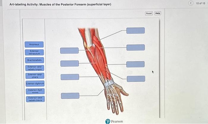 Solved Art-labeling Activity: Muscles of the Posterior | Chegg.com