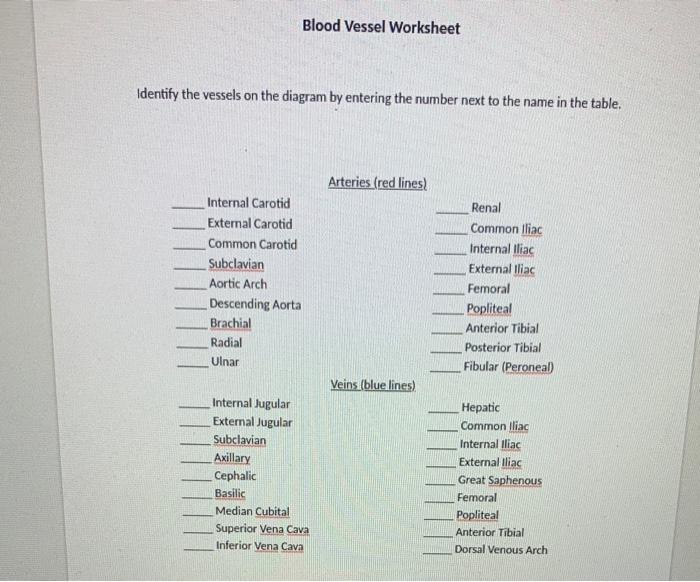 Solved Blood Vessel Worksheet Identify the vessels on the | Chegg.com