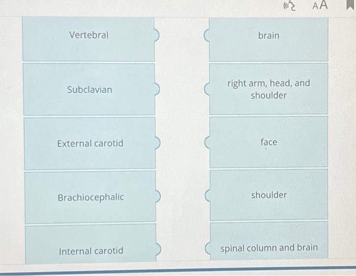 Solved Vertebral Subclavian External carotid Brachiocephalic | Chegg.com