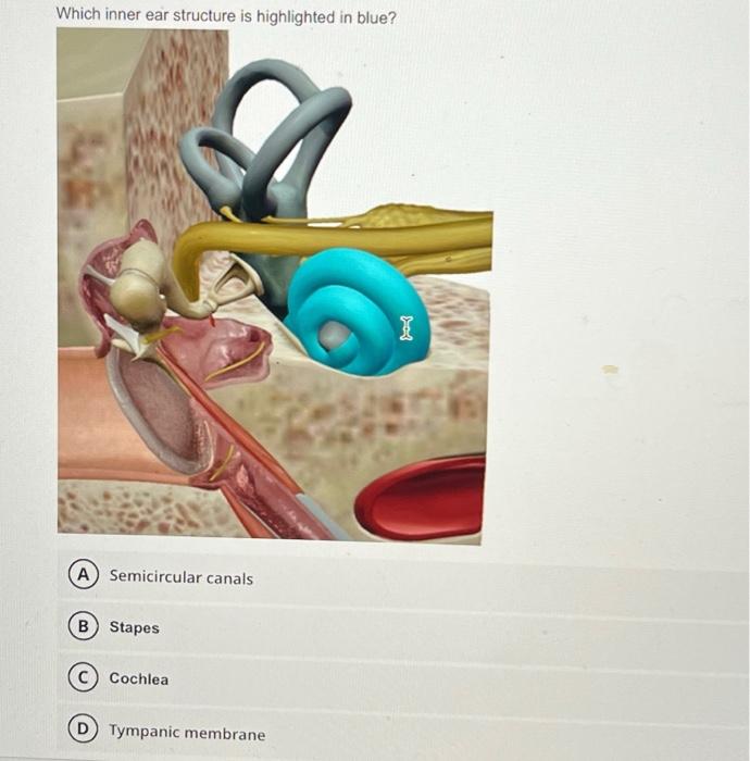 Solved Which inner ear structure is highlighted in blue? | Chegg.com