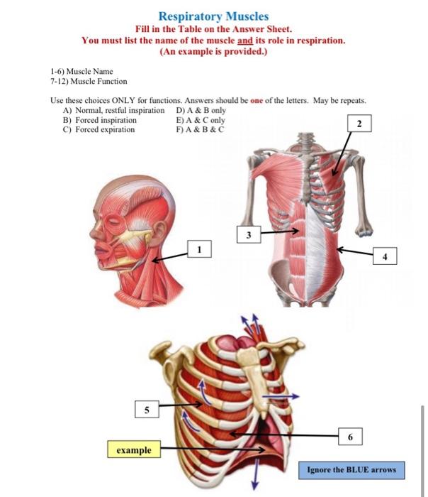 Solved Respiratory Muscles Fill in the Table on the Answer | Chegg.com