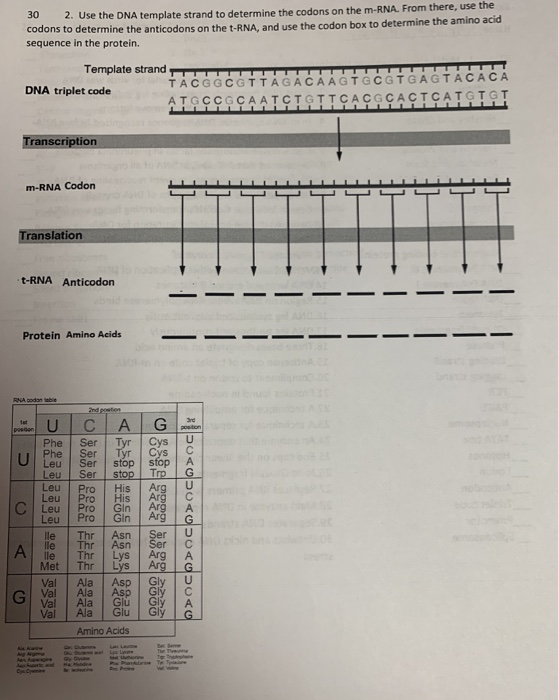 Solved 30 2. Use the DNA template strand to determine the | Chegg.com