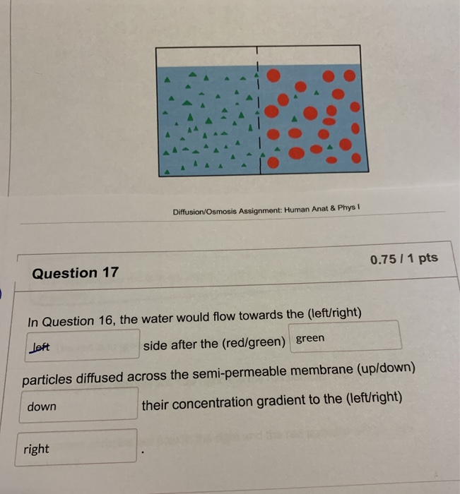 Solved Diffusion/Osmosis Assignment: Human Anat & Phys | Chegg.com
